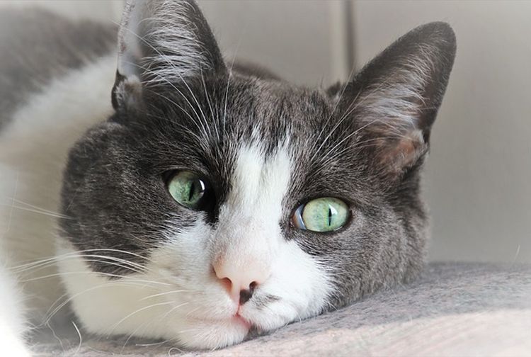 Kenali 5 Bagian Tubuh Kucing yang Memiliki Kemampuan Luar Biasa - Kids