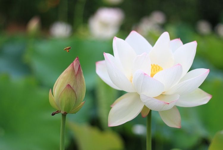 Bunga Lotus: Habitat, Morfologi, dan Perbedaannya dengan Bunga Teratai ...