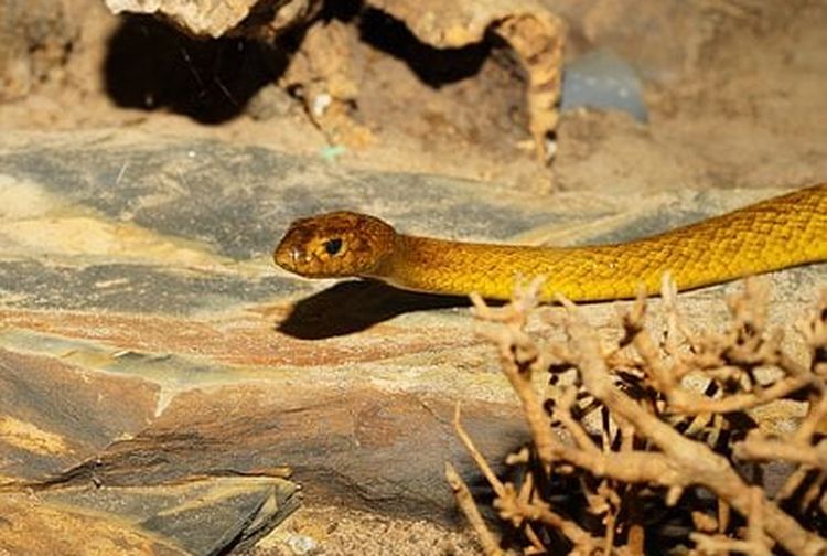 5 Fakta Ular Taipan Pedalaman: "si Ranjau Darat" yang Paling Berbisa di ...