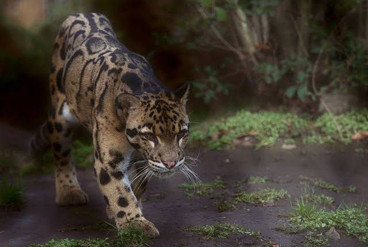 6 Fakta Menarik Macan Dahan Sunda, Hewan Endemik Indonesia yang ...