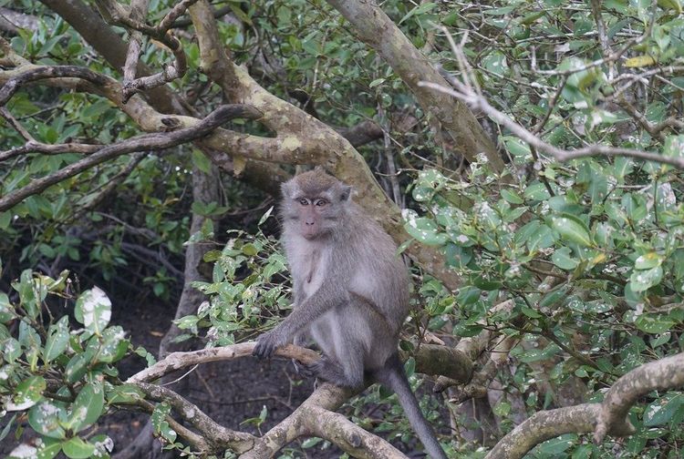 Sering Dianggap Sama, Apa Perbedaan Kera dan Monyet? #AkuBacaAkuTahu - Kids