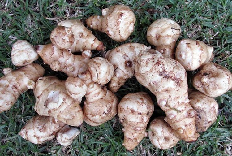 Dapat Dijadikan Sebagai Alternatif Pangan di Masa Depan, Apa Itu ...