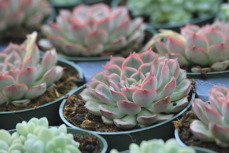 Tak Boleh Sembarangan, Perhatikan 4 Hal Ini saat Menyiram Tanaman ...