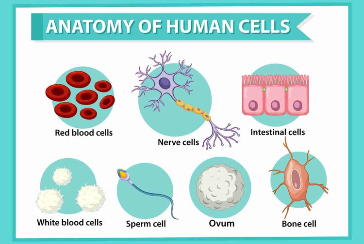 Jenis-Jenis Sel Pada Makhluk Hidup Berdasar Materi Genetiknya, IPA ...