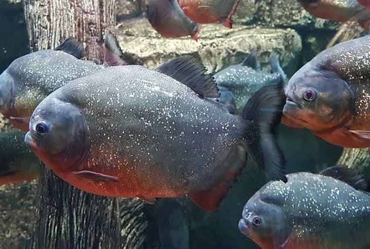 10 Fakta Menarik Piranha, Ikan Kecil yang Terkenal Ganas - Kids