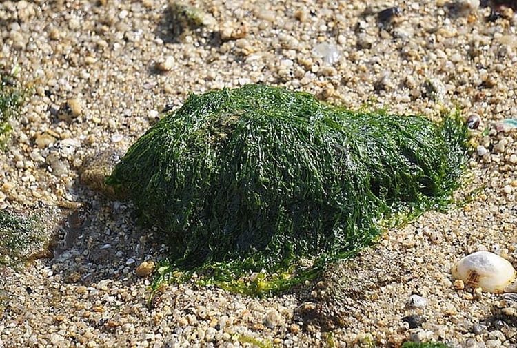 Apa Itu Alga? Inilah Ciri-Ciri dan 4 Jenisnya yang Perlu Diketahui ...