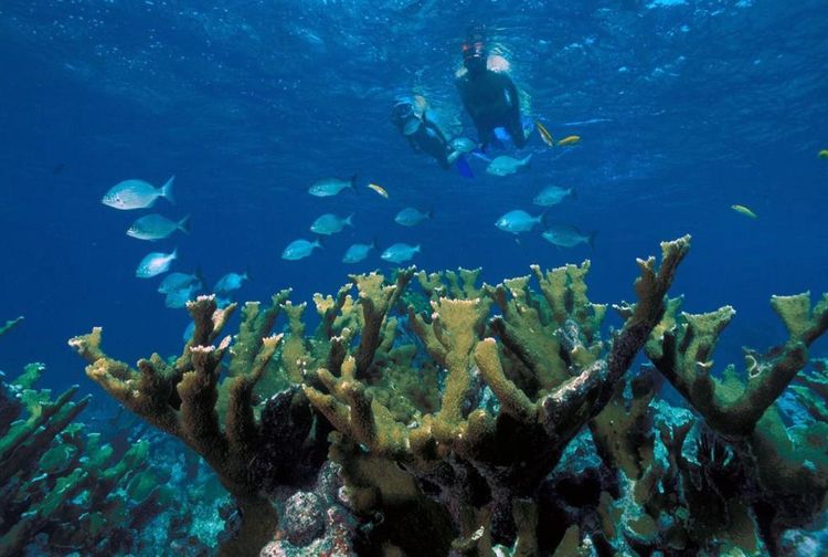 5 Tempat Terbaik di Dunia untuk Snorkeling, Indonesia Termasuk? - Kids 5 Tempat Terbaik di Dunia untuk Snorkeling, Indonesia Termasuk? - Kids