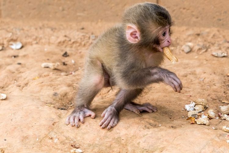 Lahir dengan Tanda Mirip Simbol Batman di Wajahnya, Bayi Monyet Ini ...