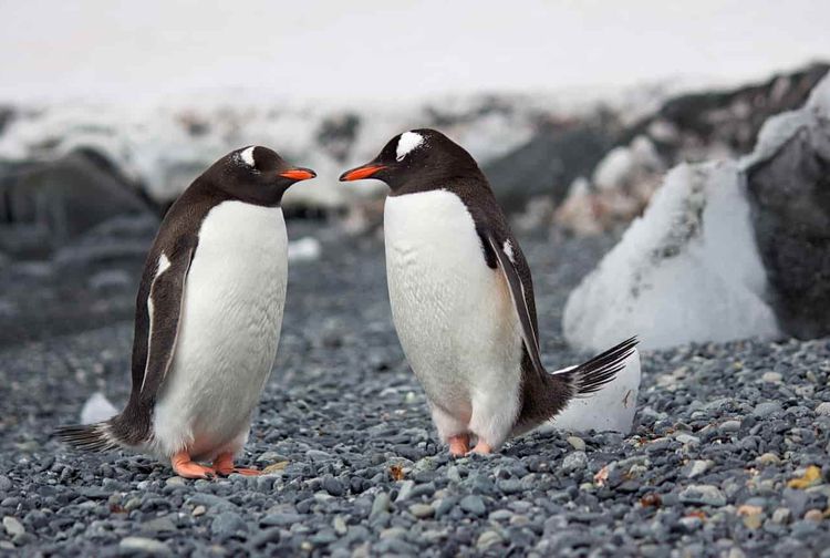 Penguin Bisa Bertahan Hidup di Suhu Dingin yang Ekstrem, Apa ... Penguin Bisa Bertahan Hidup di Suhu Dingin yang Ekstrem, Apa ...