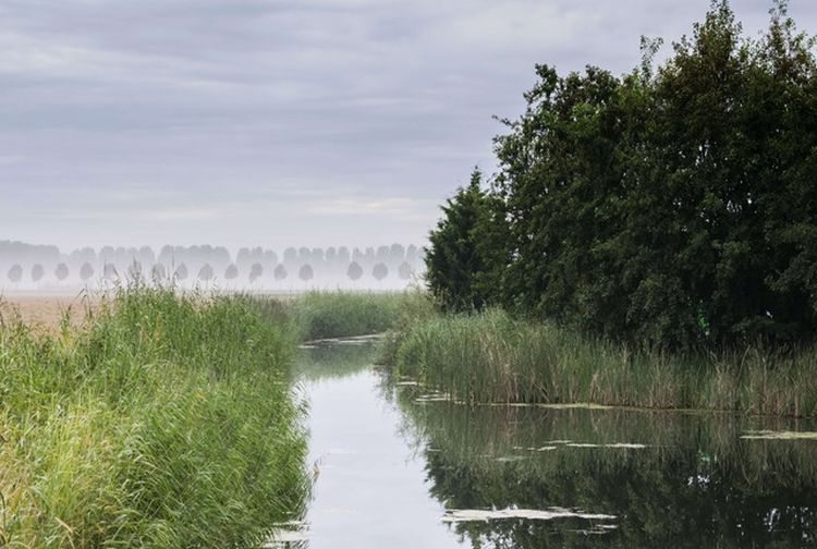 Mengenal 5 Manfaat Rawa bagi Manusia dan Lingkungan, Apa Saja? - Kids