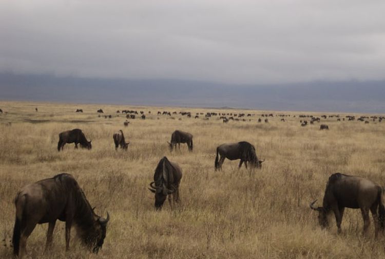 Mengenal 5 Contoh Ekosistem Buatan dan Penjelasannya - Kids