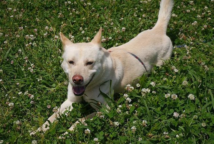 Berkaitan dengan Indra Penciuman, Ini 4 Alasan Anjing Suka Berguling di ...