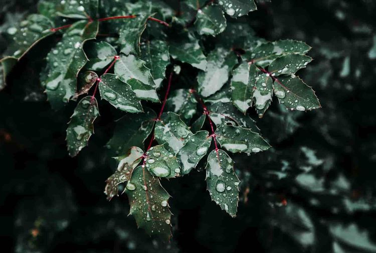 Pengertian dan Proses Pembentukan Embun, Biologi Kelas 9 SMP - Kids