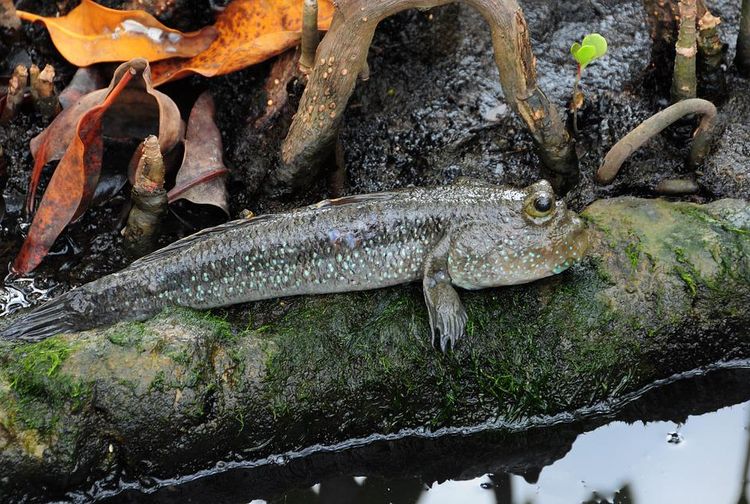 Ada Ikan yang Ternyata Bisa Memanjat Pohon, Spesies Apa Itu? # ...