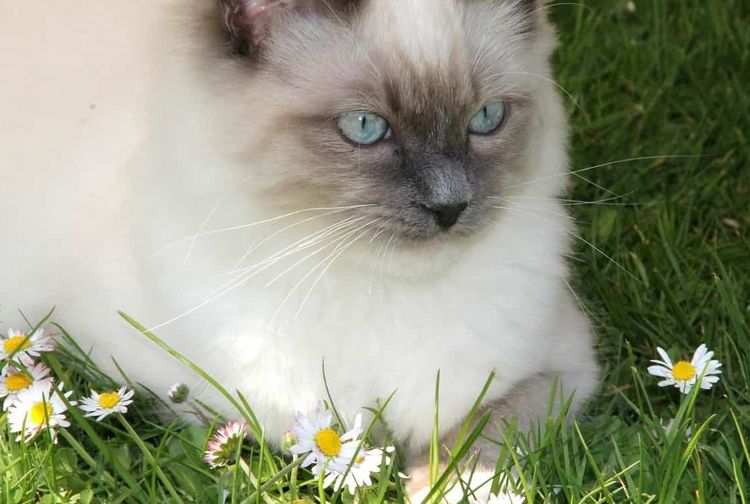 Kenalan dengan Ragdoll, Spesies Kucing Campuran Cantik yang Manja - Kids