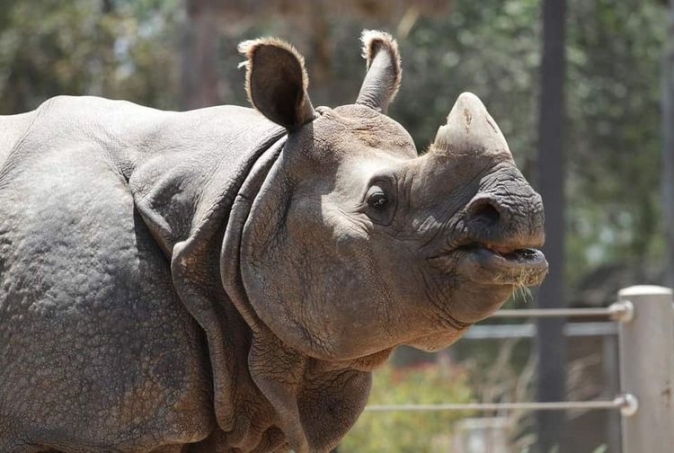 Mengenal Badak Bercula Satu, Satwa Endemik Indonesia yang Terancam ...
