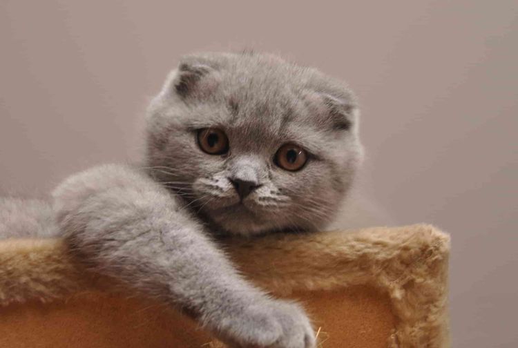 Kenalan dengan Scottish Fold, Kucing dengan Wajah Bulat dan Telinga ...