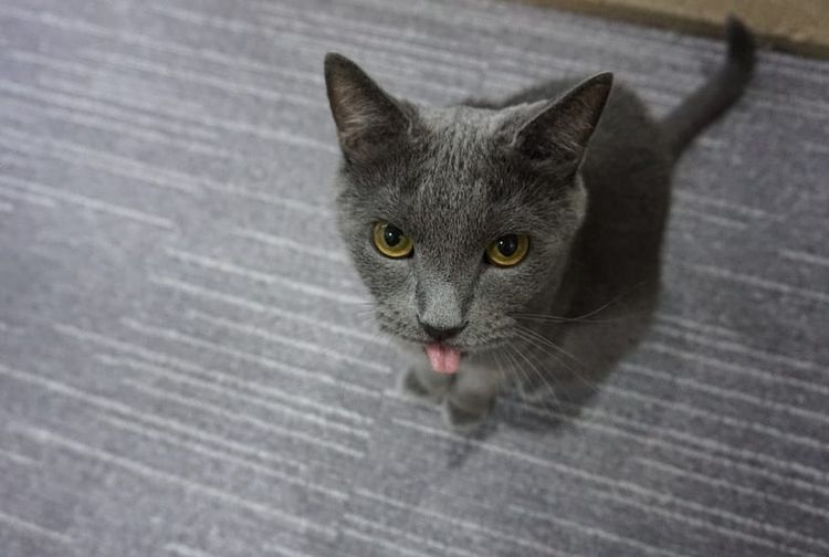 Mengenal Russian Blue, Spesies Kucing Pintar yang Pemalu dari Rusia - Kids