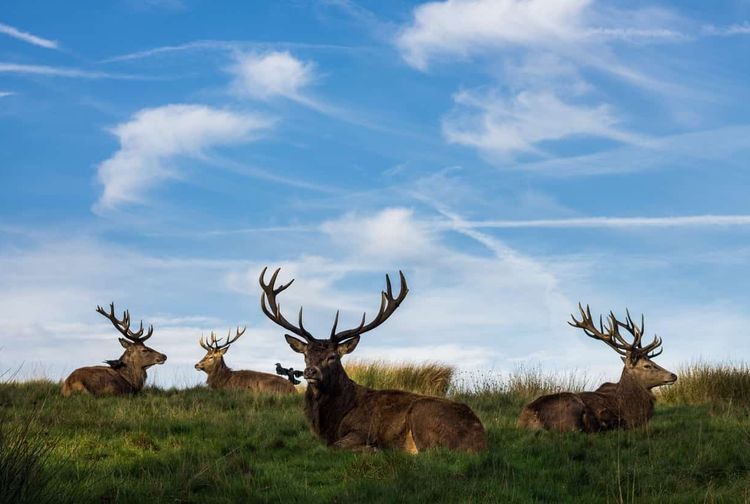 Tanduk Rusa Berasal Dari Sel Kanker yang Terkendali, Ini Penjelasannya ...