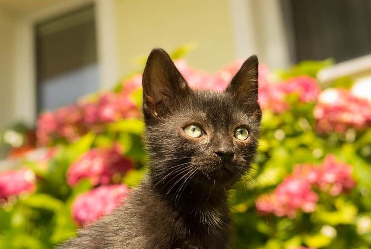 Kenalan dengan Havana Brown, Spesies Kucing Pintar Berwarna Cokelat - Kids