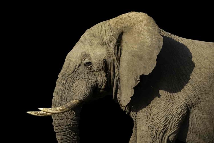 Tak Hanya Punya Kekuatan Luar Biasa, Ini Fakta Menarik Gading Gajah - Kids