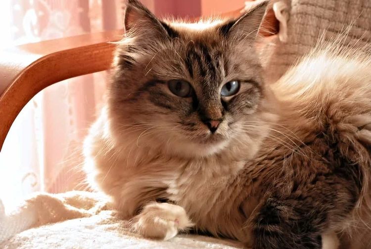 Mengenal Kucing Siberia, Spesies Kucing Domestik Paling Tahan Dingin - Kids