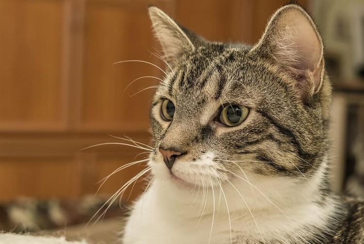 Mengenal Kucing Tabby dan Pembagian Pola Dasar Warna Bulunya - Kids