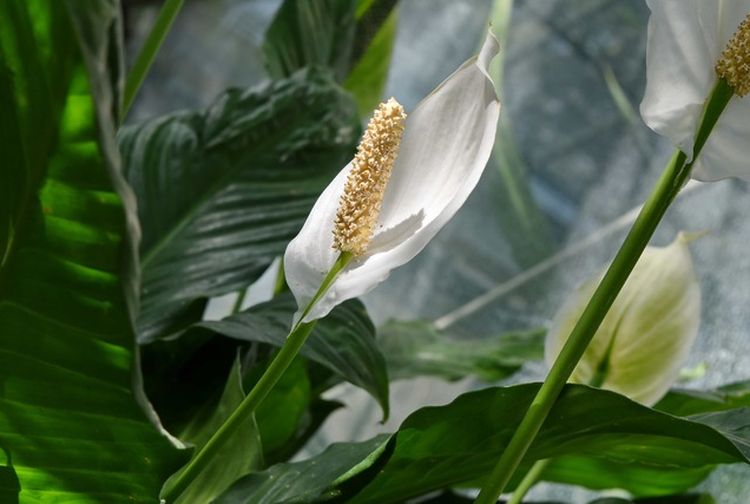 Bagaimana Proses Perkembangbiakan Generatif Tumbuhan? Materi Kelas 6 SD ...