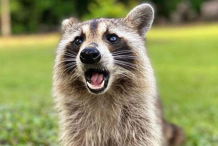 Mengenal Karakteristik Hewan Omnivora serta Contoh dan Perannya - Kids