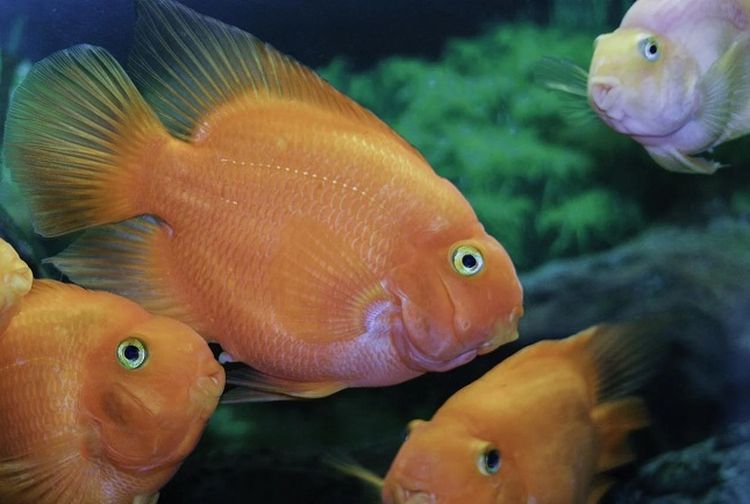 Isi Tabel Nama dan Fungsi Organ Gerak Ikan, Katak, Burung, Ular, Kadal ...