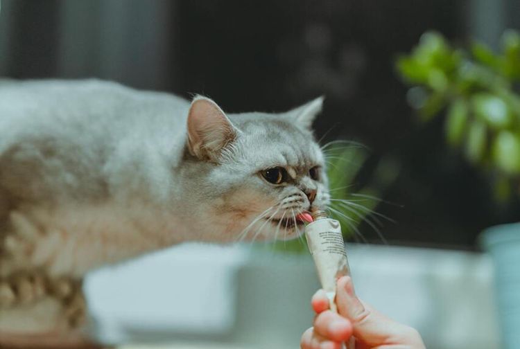 5 Rekomendasi Olahan Makanan Sehat untuk Kucing Peliharaan, Apa Saja ...