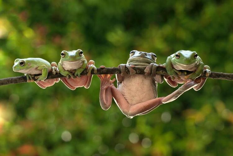 3 Faktor Penyebab Katak Bernyanyi di Musim Penghujan, Apa Saja? - Kids