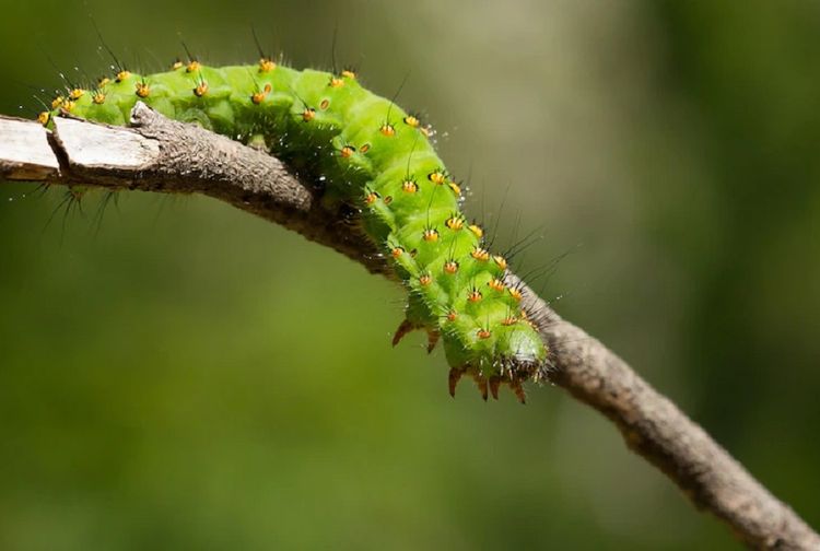 Mengenal Organ Pernapasan Ulat dan Cara Kerja Sistem Pernapasannya - Kids