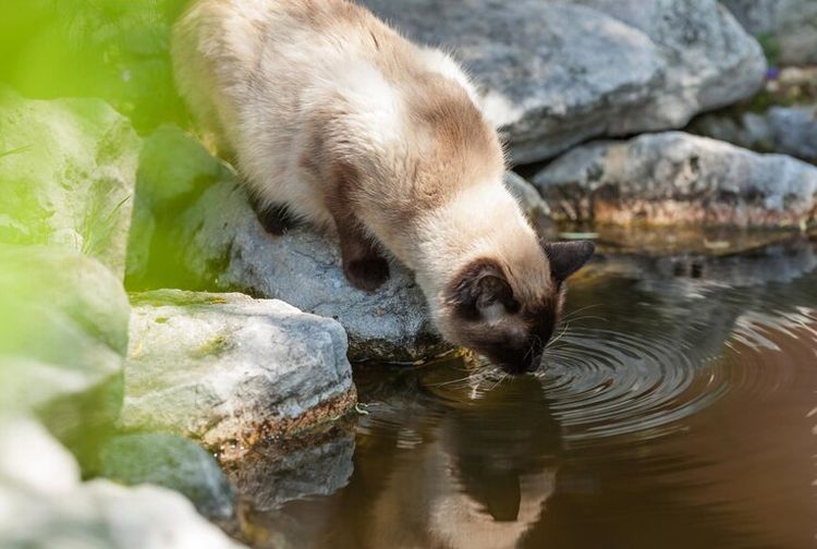 Penyebab Kucing Suka Minum Air dari Toilet dan Cara Mencegahnya - Kids