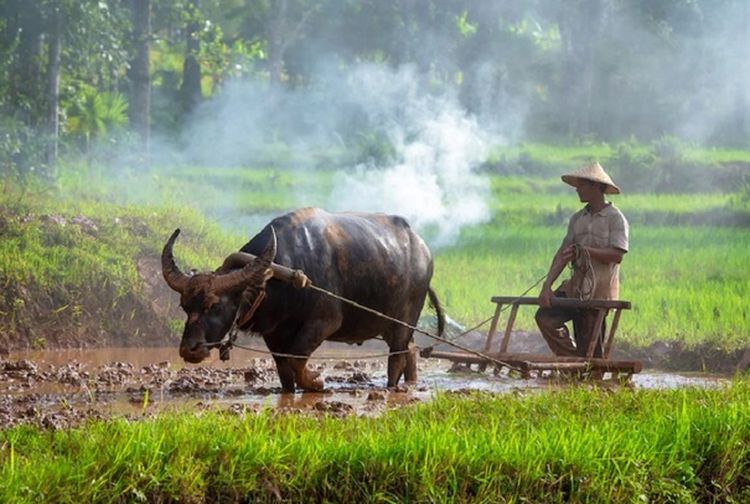 Pemanfaatan SDA di Indonesia: Pertanian dan Perkebunan, IPS Kelas 7 SMP ...