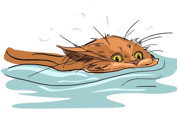 9 Ras Kucing yang Suka Main Air dan Jago Renang, dari Maine Coon Hingga ...