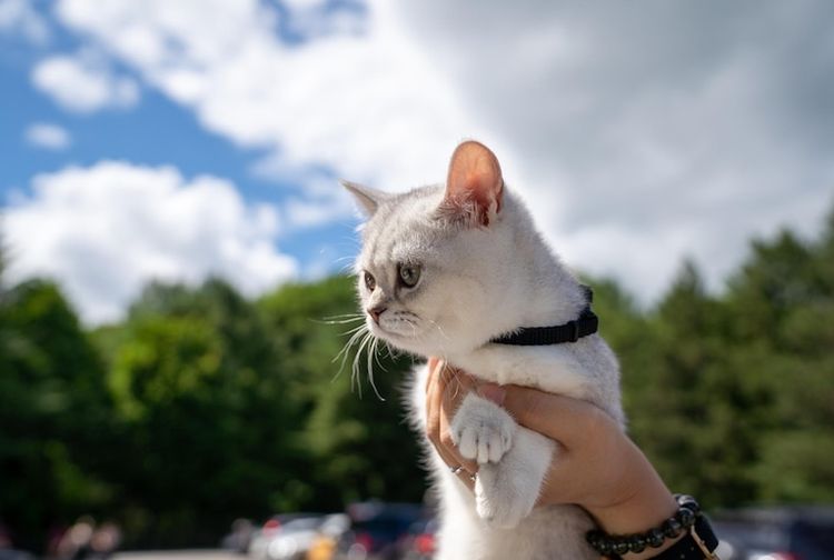 Tak Hanya Munchkin, Inilah 7 Jenis Kucing Berkaki Pendek yang ...