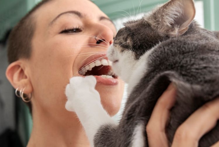 5 Infeksi Kucing yang Bisa Ditularkan Ke Manusia, dari Demam Hingga Flu ...