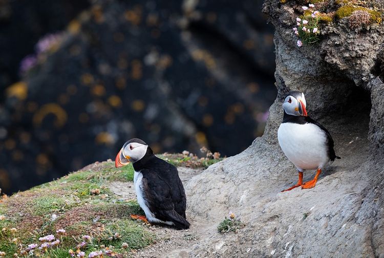 5 Ragam Fakta Menarik Burung Puffin, Pandai Menyelam dan Setia - Kids