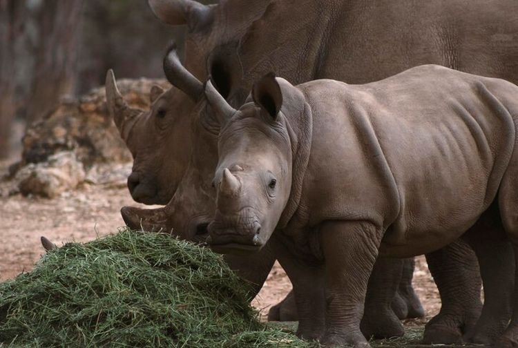 7 Hewan Endemik yang Hanya Ditemukan di Pulau Jawa, Salah Satunya Owa ...