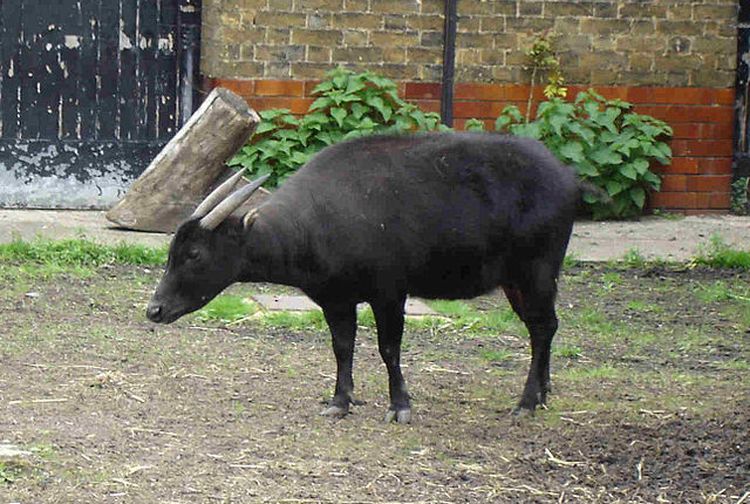 7 Hewan Endemik Pulau Sulawesi, dari Babirusa hingga Monyet Hitam ...