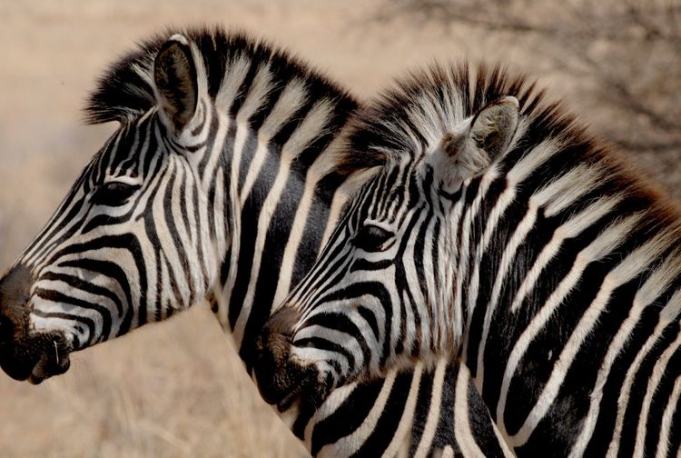 Kenapa Tubuh Zebra Berwarna Belang Hitam dan Putih? Ini Penjelasannya ...