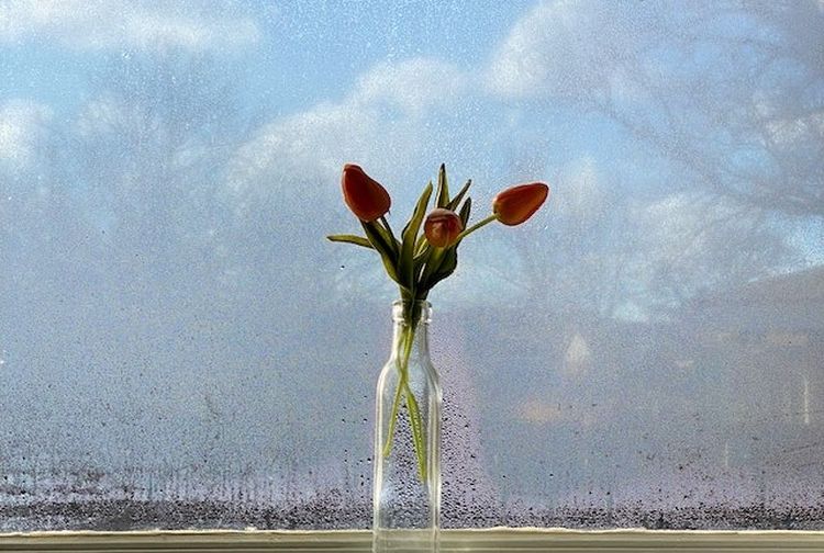 Mengembun: Proses, Jenis, dan Contohnya dalam Kehidupan Sehari-hari - Kids