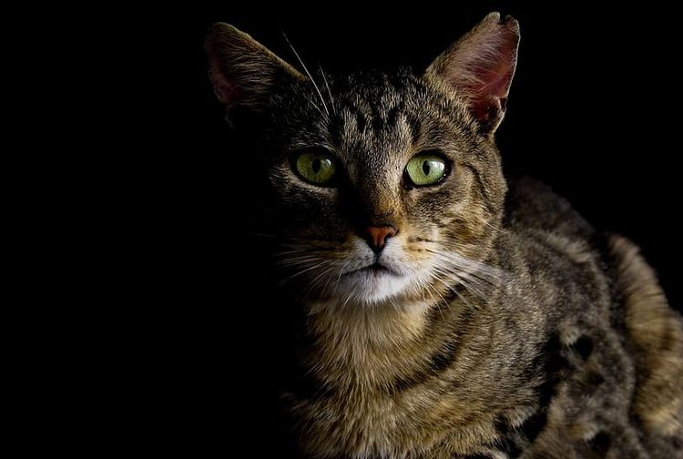 Kenapa Kucing Suka Menatap Lama Mata Kita? Ketahui 4 Penyebabnya - Kids Kenapa Kucing Suka Menatap Lama Mata Kita? Ketahui 4 Penyebabnya - Kids