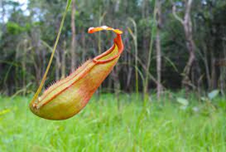 Ciri-Ciri dan Fungsi Tanaman Kantong Semar, Tanaman Pemakan Serangga - Kids