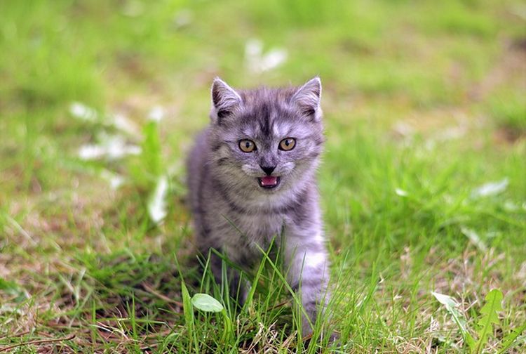 Kenapa Kucing Mengeong? Inilah 10 Alasan dan Penyebabnya - Kids