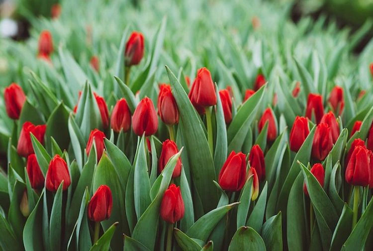 10 Daftar Taman Bunga Terindah di Dunia, Indonesia Urutan Berapa? - Kids