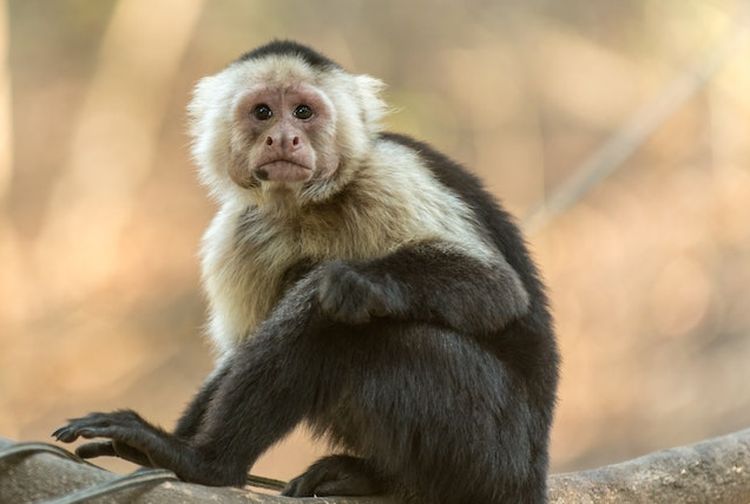 Sebagai Penghuni Hutan, Ini 5 Primata Paling Unik di Dunia # ...