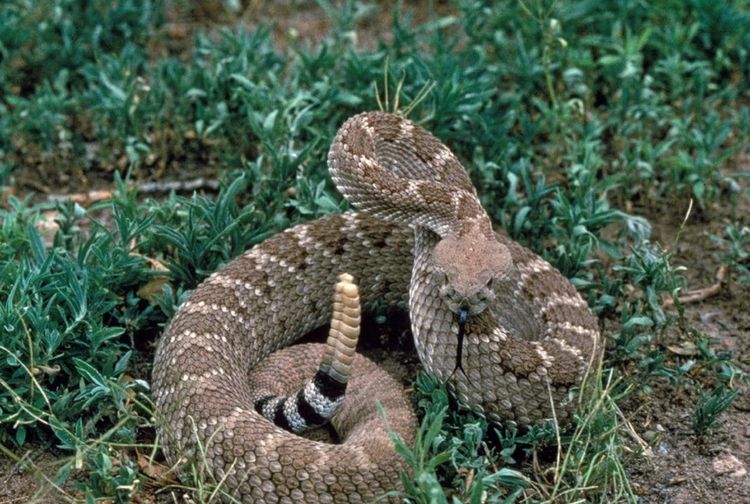 Fakta-Fakta Ular Derik 'Rattlesnake', Salah Satu Ular Berbahaya di ...