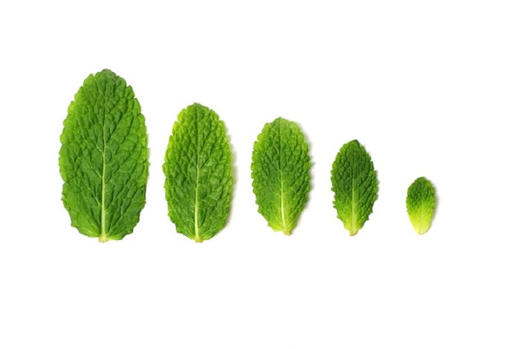 7 Manfaat Daun Mint untuk Kesehatan, Tak Sekadar Menyegarkan Napas - Kids